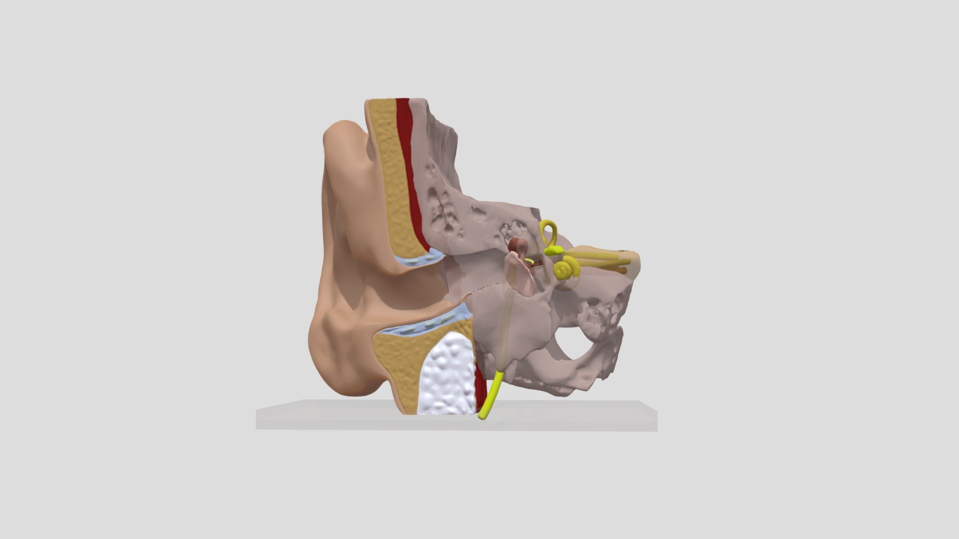 Ear and petrous bone - 3D model by radiologyart [0938959] - Sketchfab