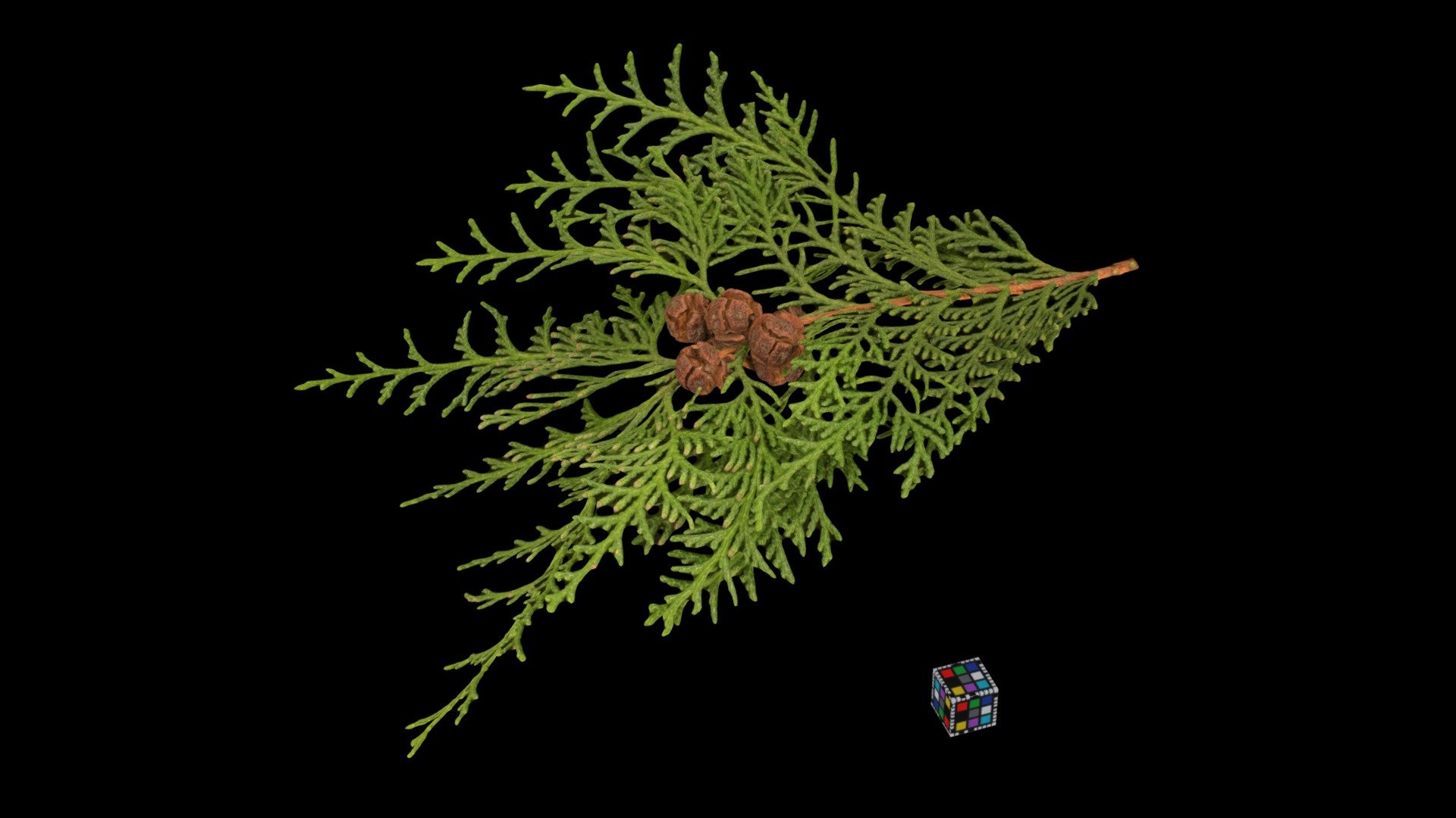CC0 ヒノキ 🌲 Japanese Cypress, C. obtusa - Download Free 3D model by ffish ...