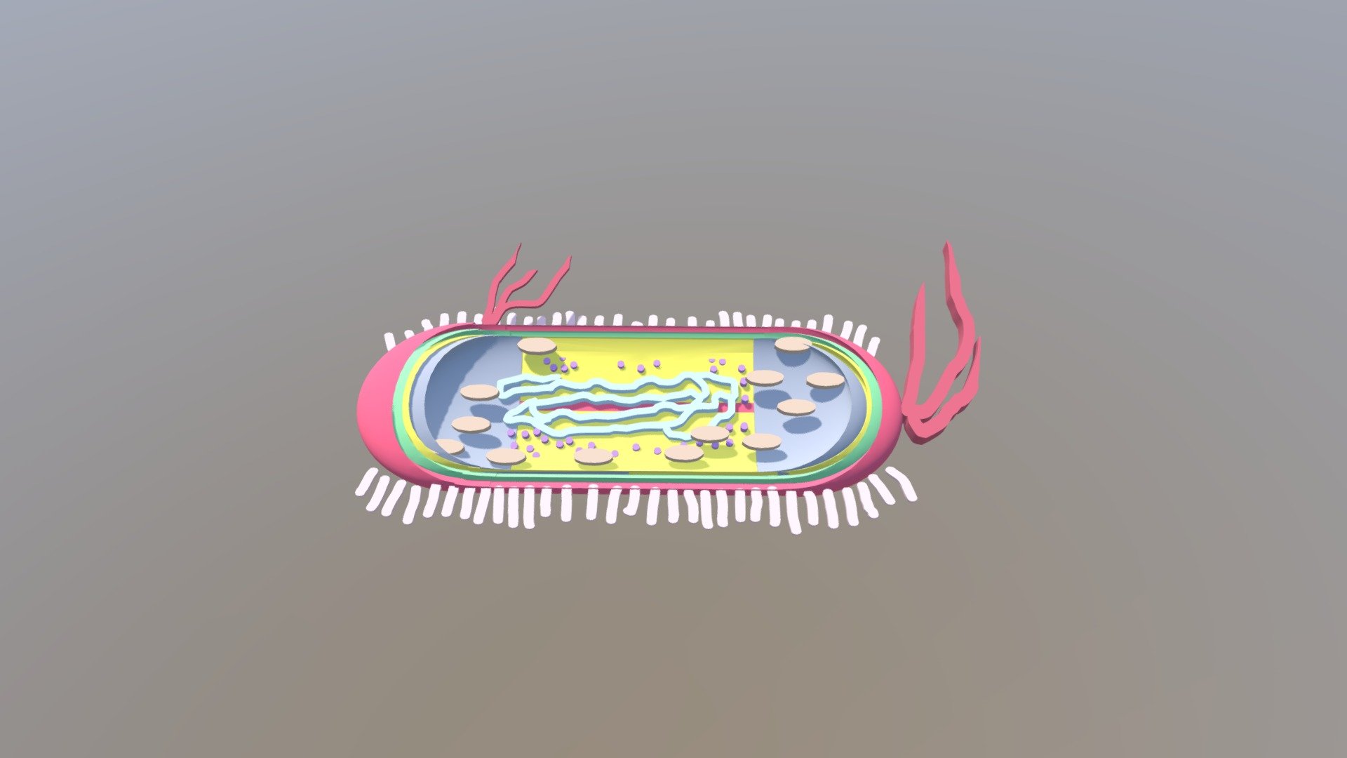 microughs_e.coli_AMAV.GSCL.AVR - 3D model by adrianaarrroyo [093c832 ...