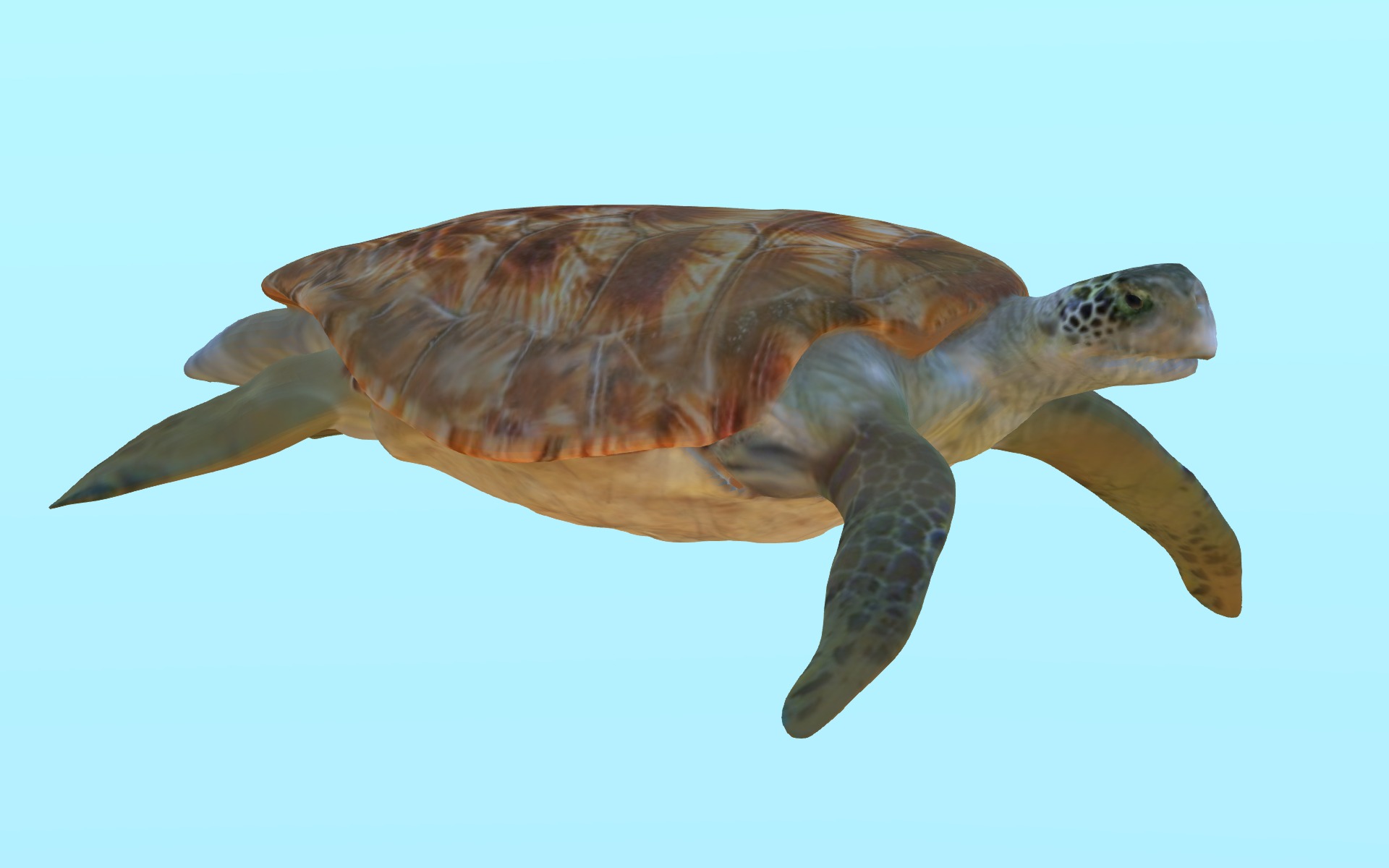 Sea Turtle - 3D model by ekklonaris [093cf33] - Sketchfab