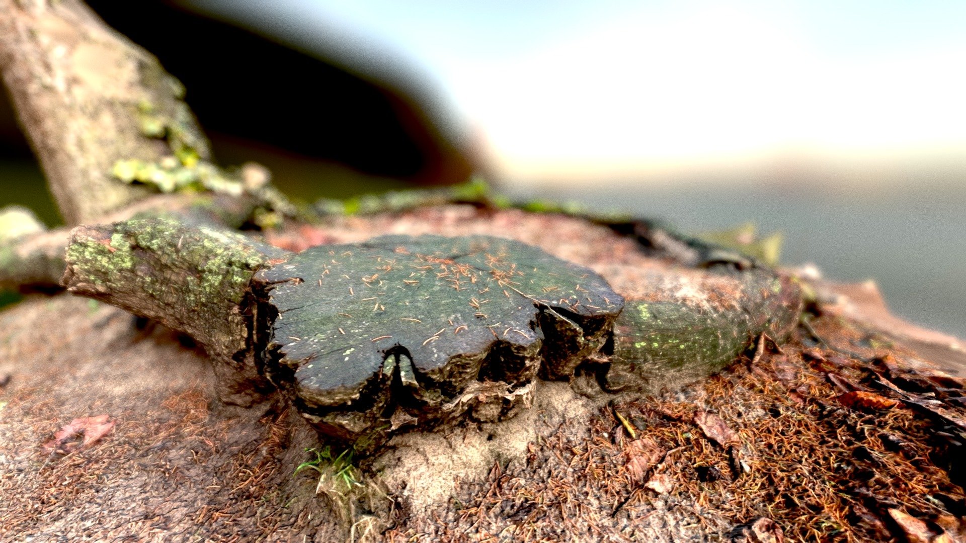Sandbox - Circle of logs - 3D Scan - Download Free 3D model by Bread ...