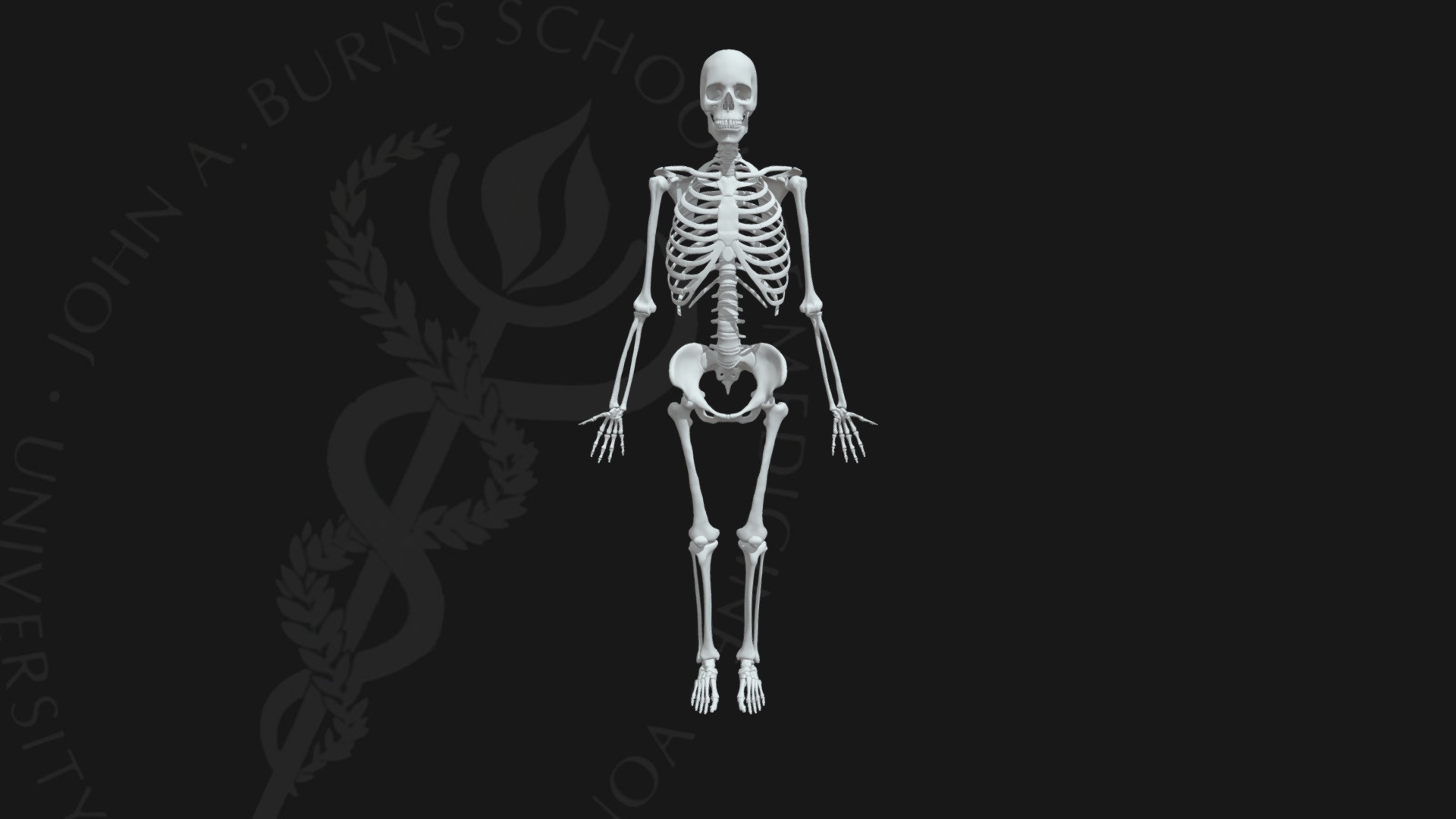 Skeleton 2022 - copy - 3D model by John A Burns School of Medicine ...
