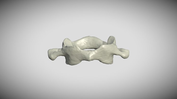 Spinal-bone 3D models - Sketchfab