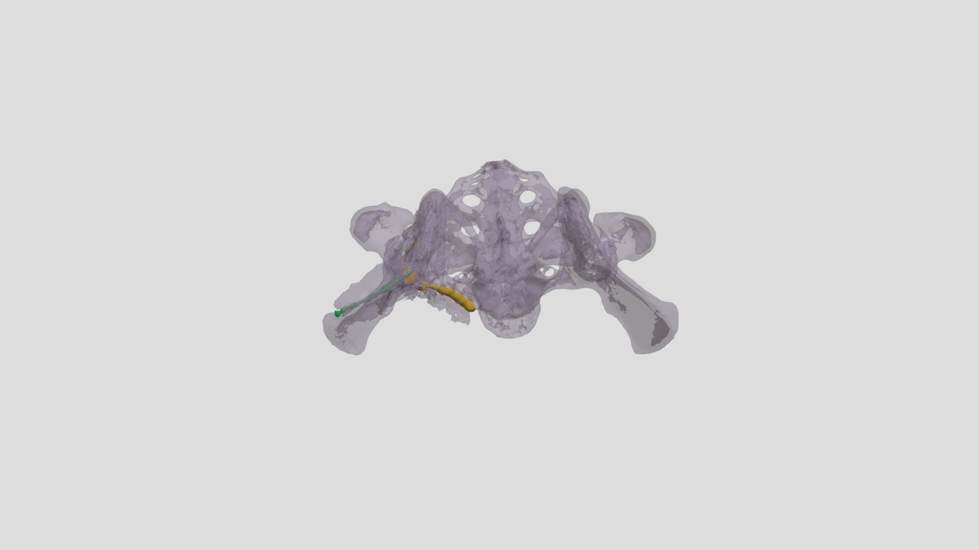 Kucera_ Segmentation - 3D model by Abigail Kucera (@kucerabi) [094c7e3 ...