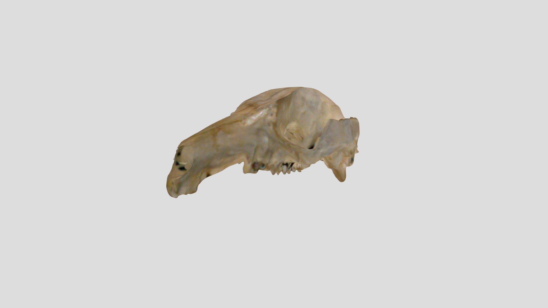 WAM M3701 - Rothschild's Rock-wallaby (Skull) - 3D model by Western ...