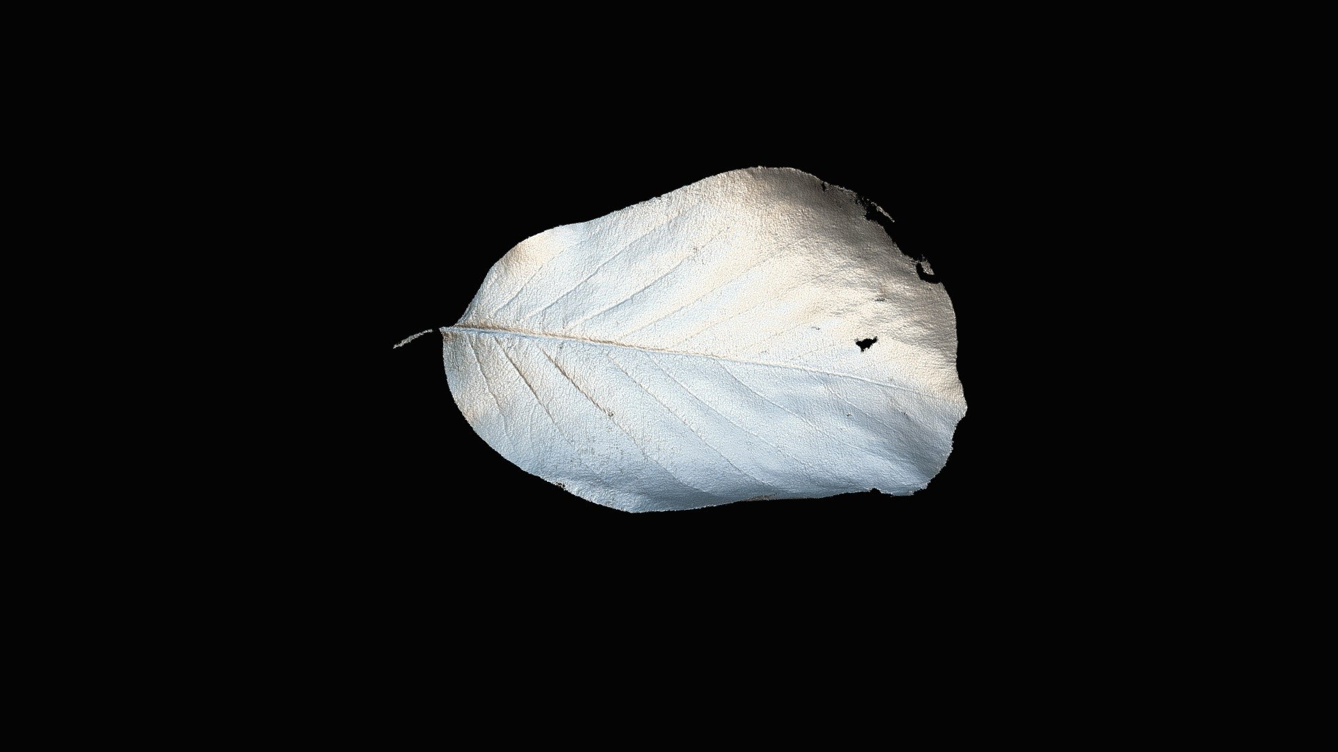 Leaf - Download Free 3D model by thunk3d.scanner [094eca7] - Sketchfab