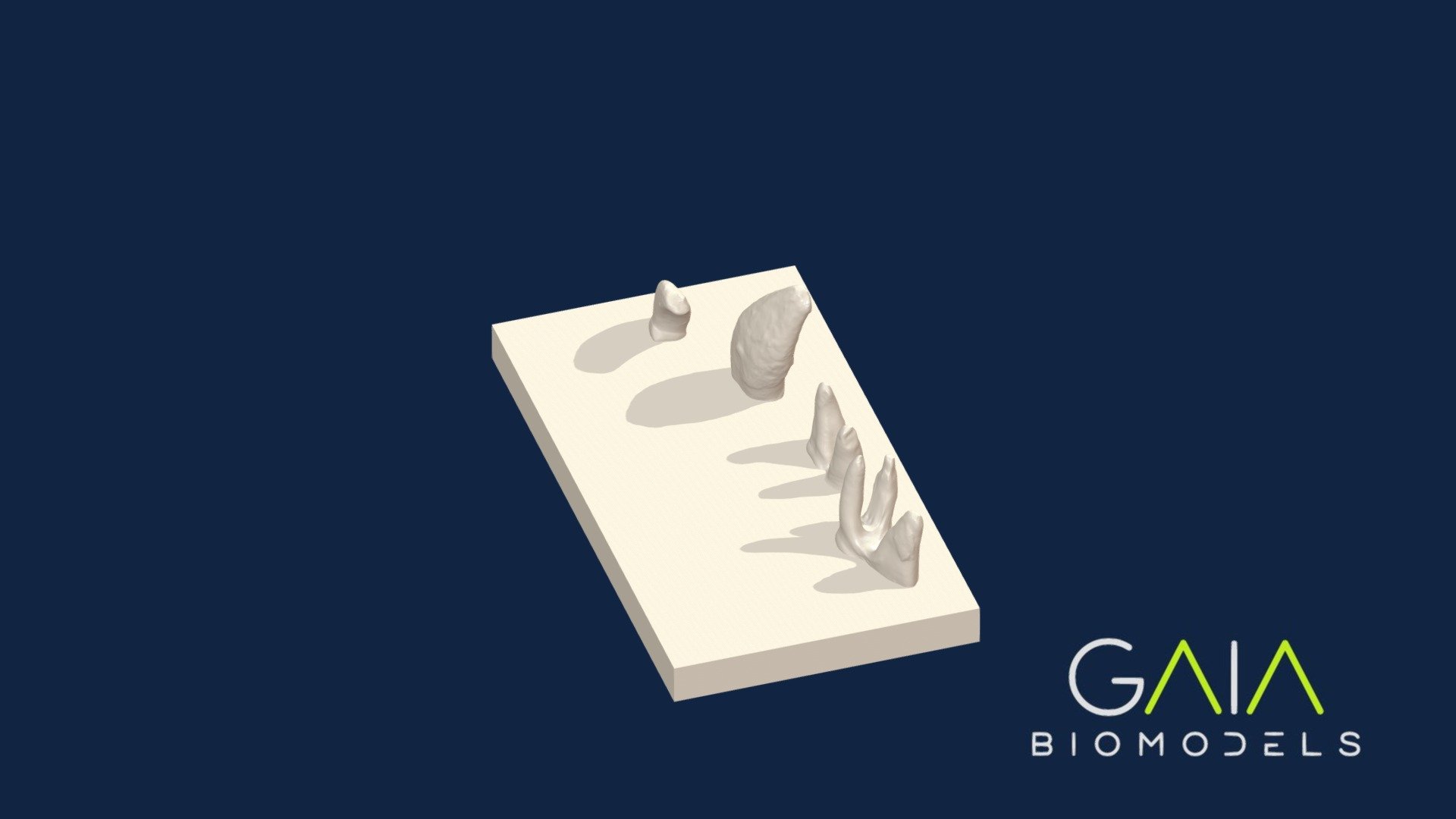 Bisecting angle simulator - 3D model by GAIA Biomodels (@GaiaBiomodels ...