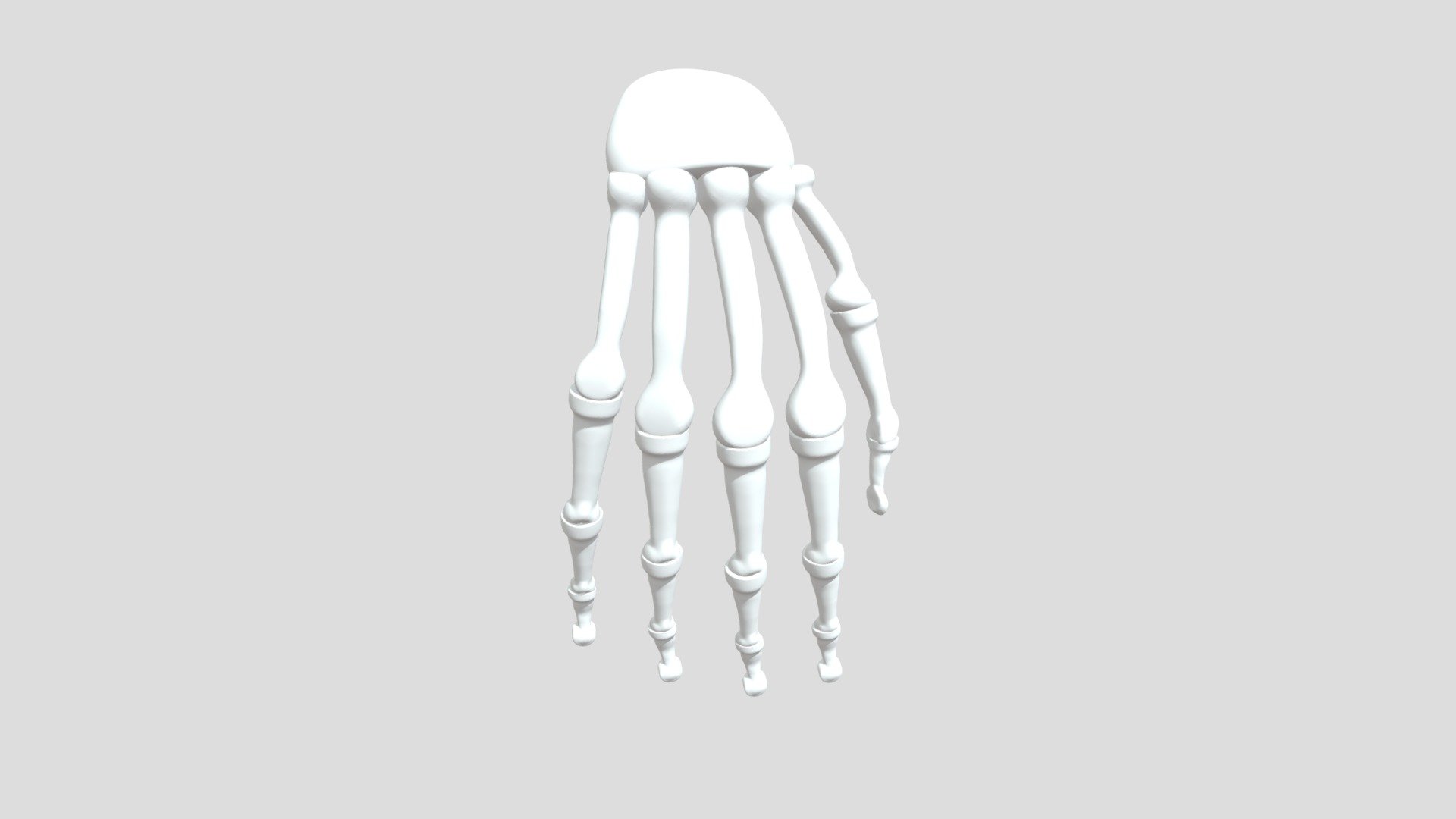 Hand Bones Model - Download Free 3D model by hreagers [096007f] - Sketchfab