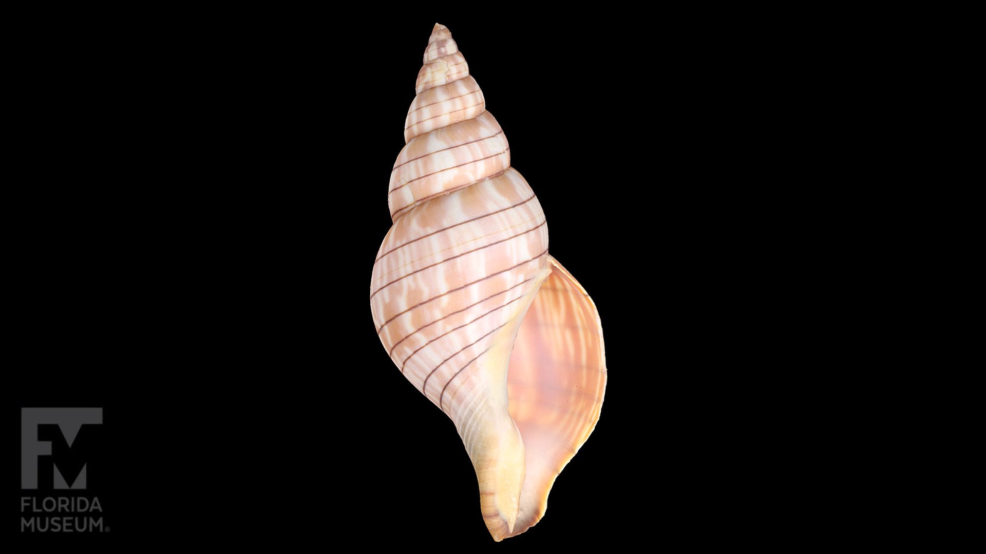 Banded Tulip, Cinctura lilium - 3D model by FloridaMuseum [0961494 ...