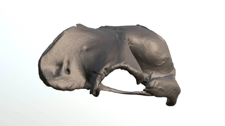 Echolocation 3D models - Sketchfab