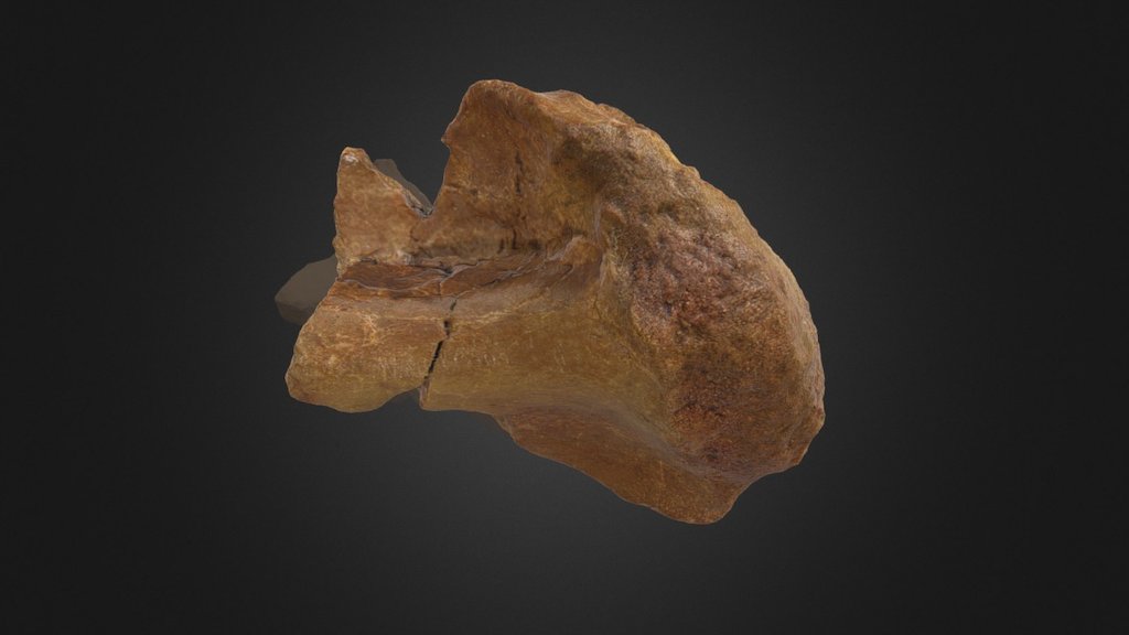 Sigilmassasaurus Dorsal Vertebra - 3D model by Olof Moleman ...