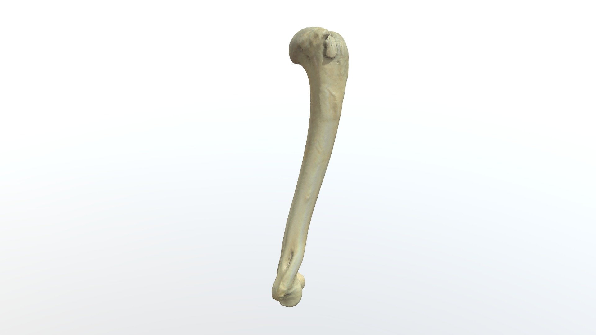 Humerus (left), Cat - 3D model by Vetanat.UZH [0963613] - Sketchfab