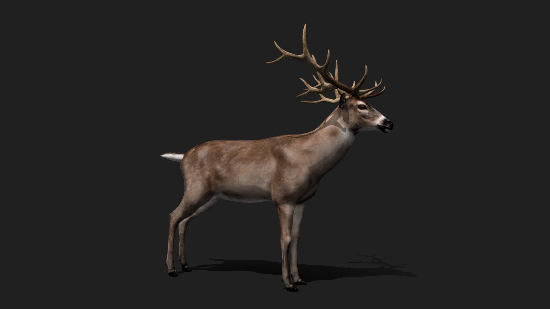 Deer – Wild Mesh (No Rig / No Animations) - 3D model by WildMesh 3D ...