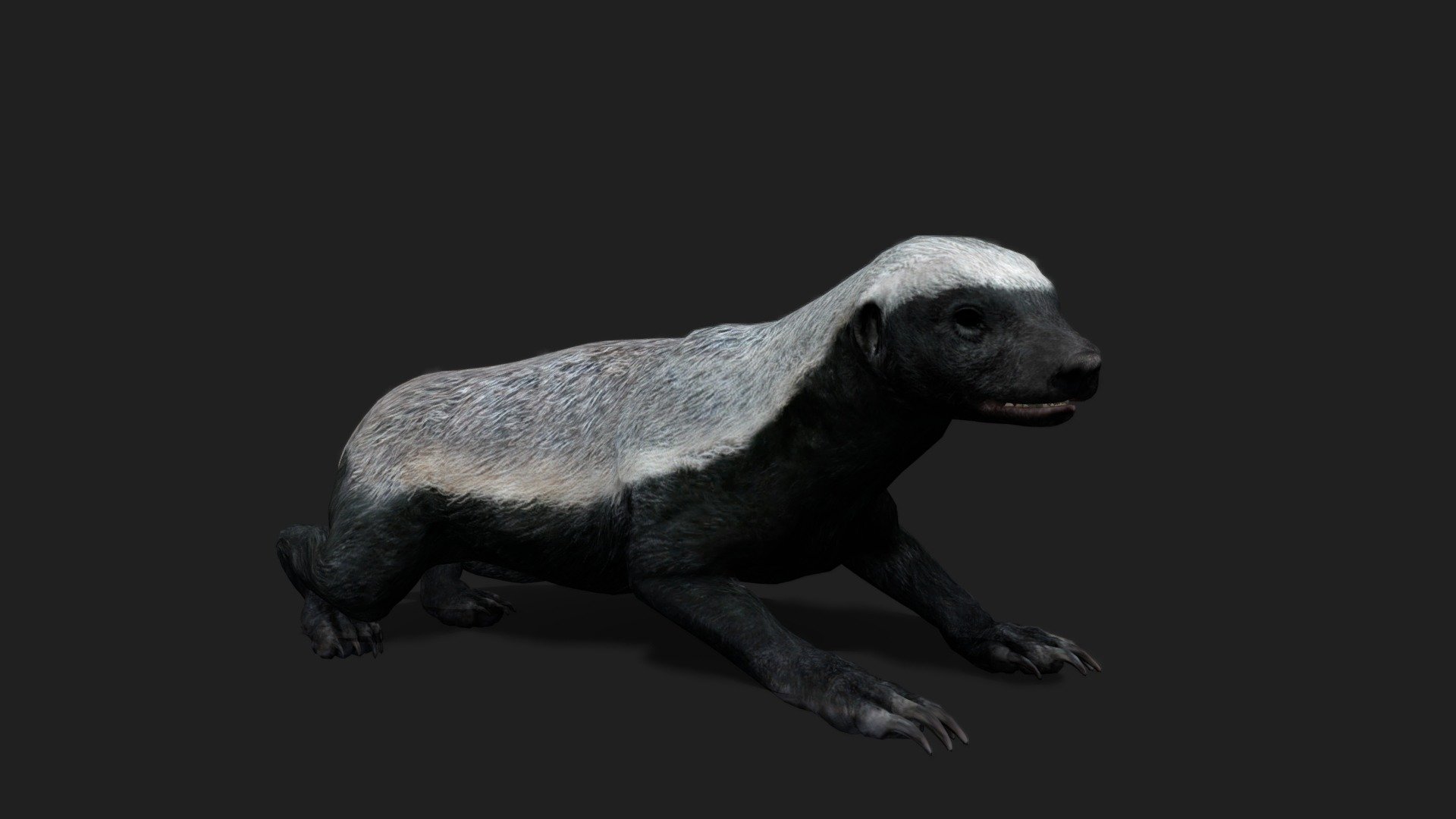Realistic Honey Badger 3D Model - 3D model by WildMesh 3D (@WildMesh_3D ...