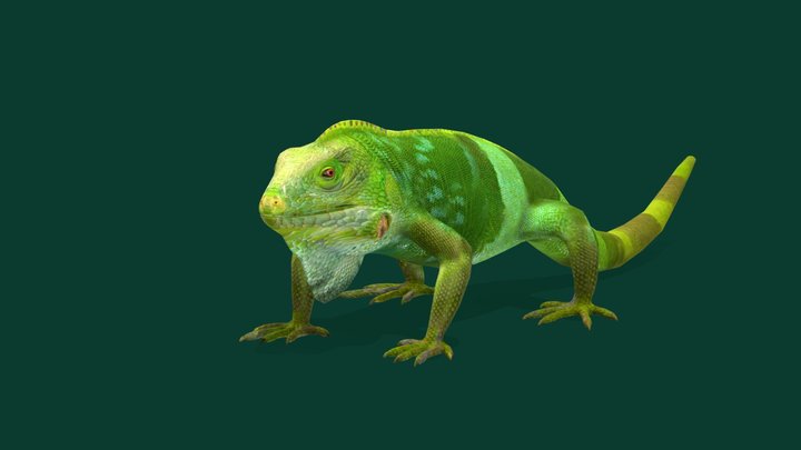 Iguana 3D models - Sketchfab