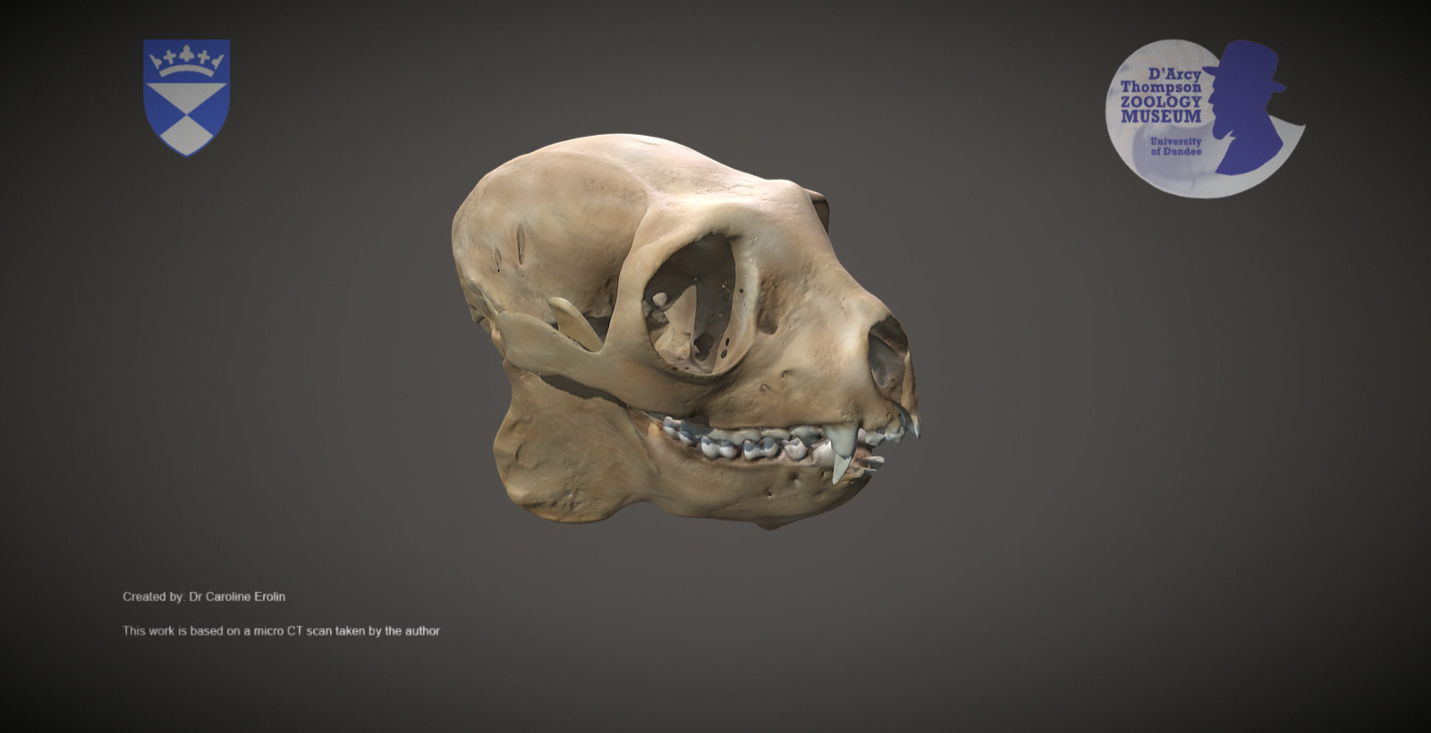 Indri Lemur skull - Download Free 3D model by University of Dundee ...