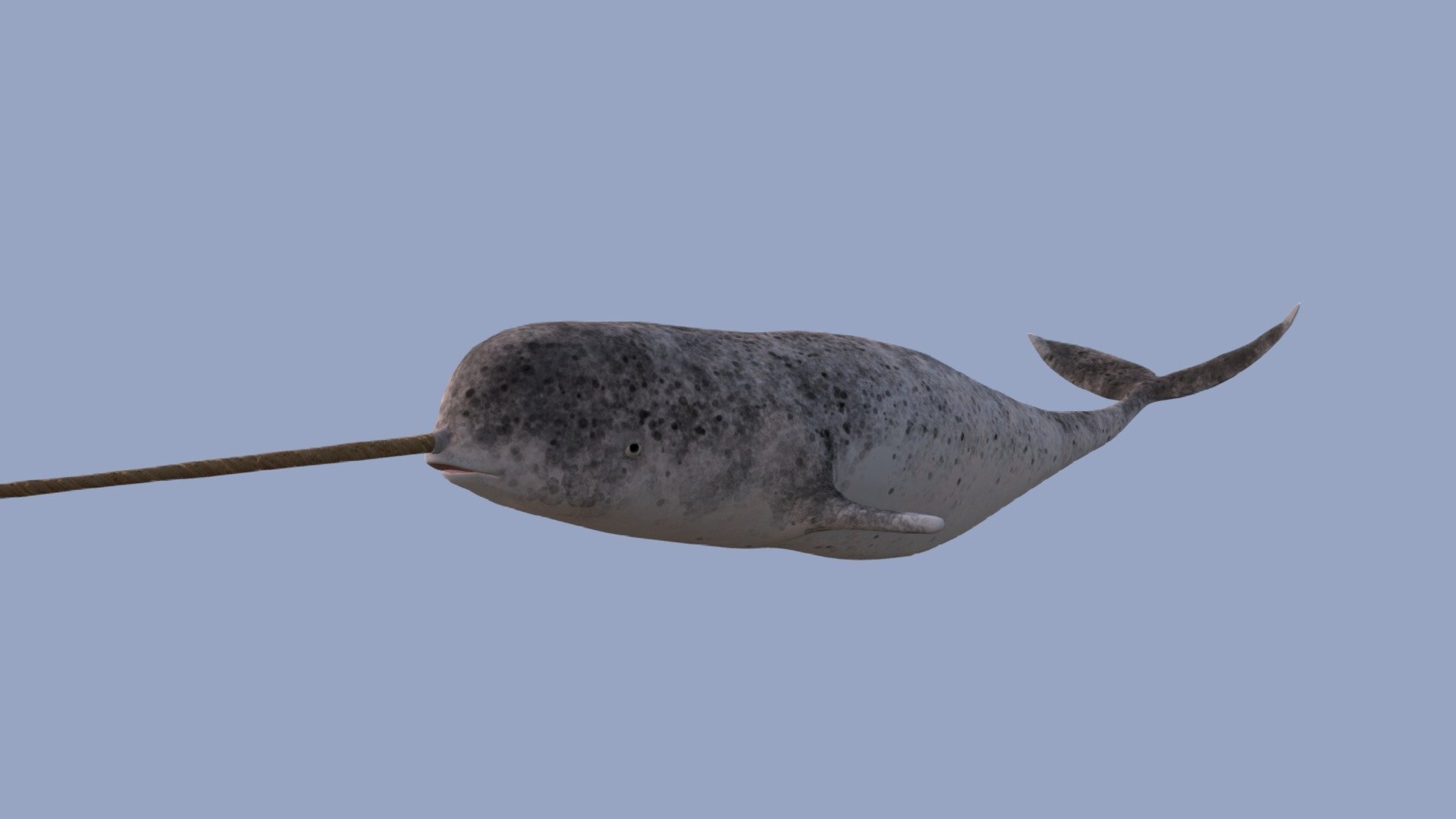 Narwhal - 3D model by meaghansearle [097cdcc] - Sketchfab