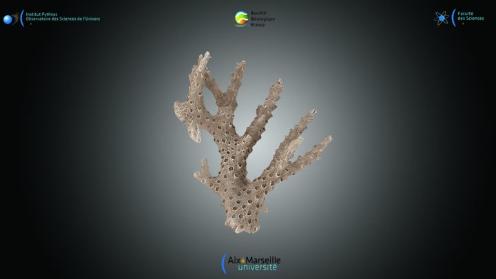 Hexacorallia 3D models - Sketchfab