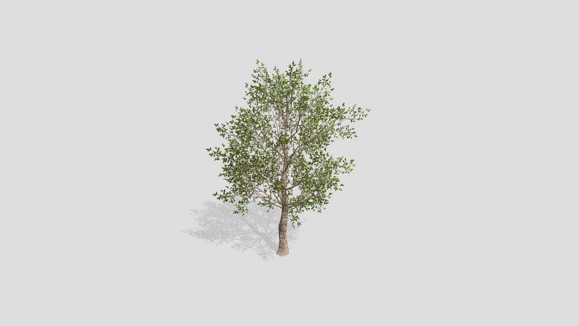 Beech tree - Download Free 3D model by evolveduk [0983d89] - Sketchfab
