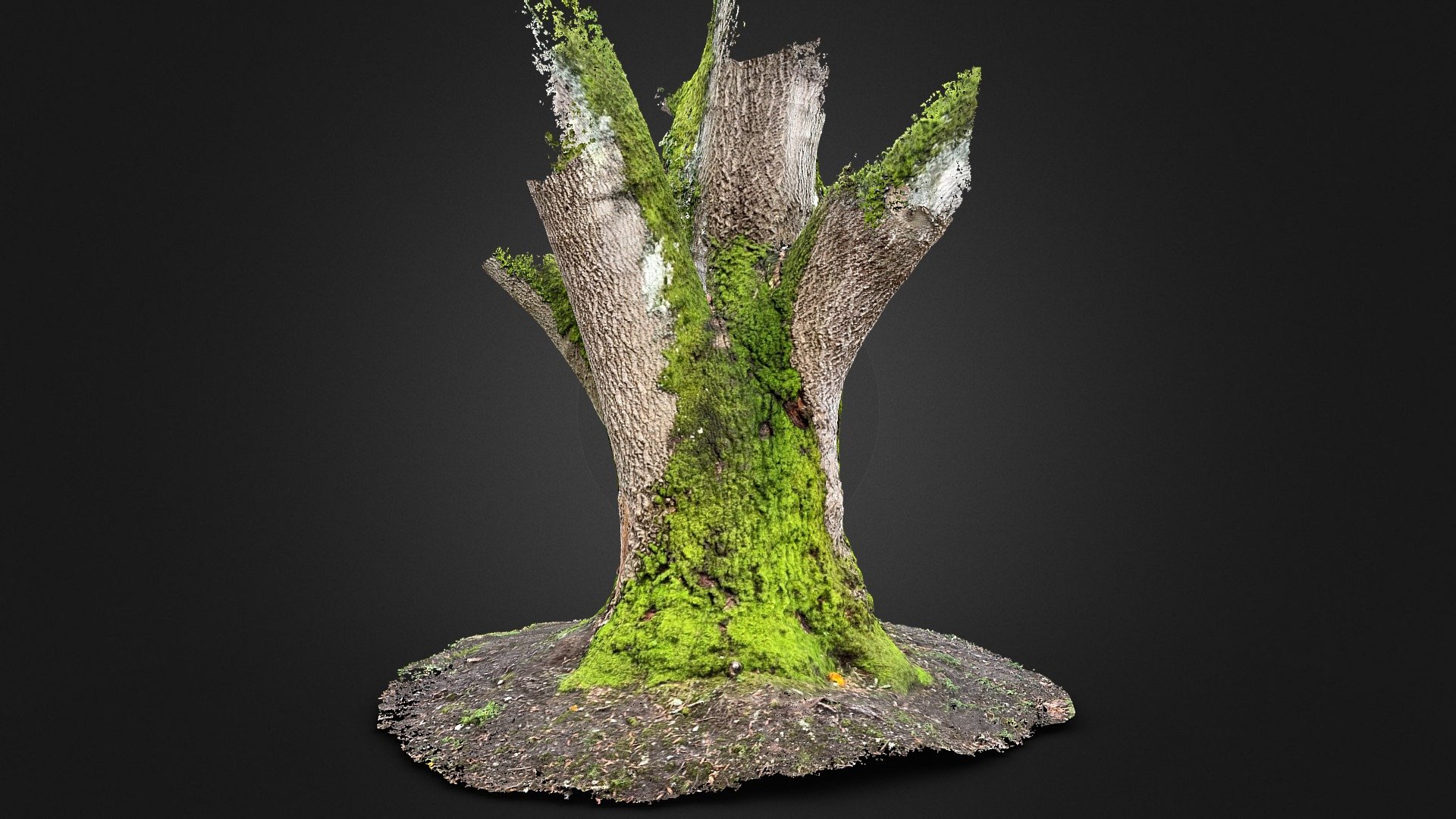 Day 7: Big Tree with Moss - 3D model by EveryPoint [0986c23] - Sketchfab