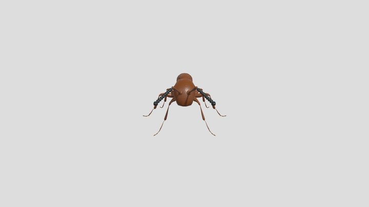 Ants 3D models - Sketchfab