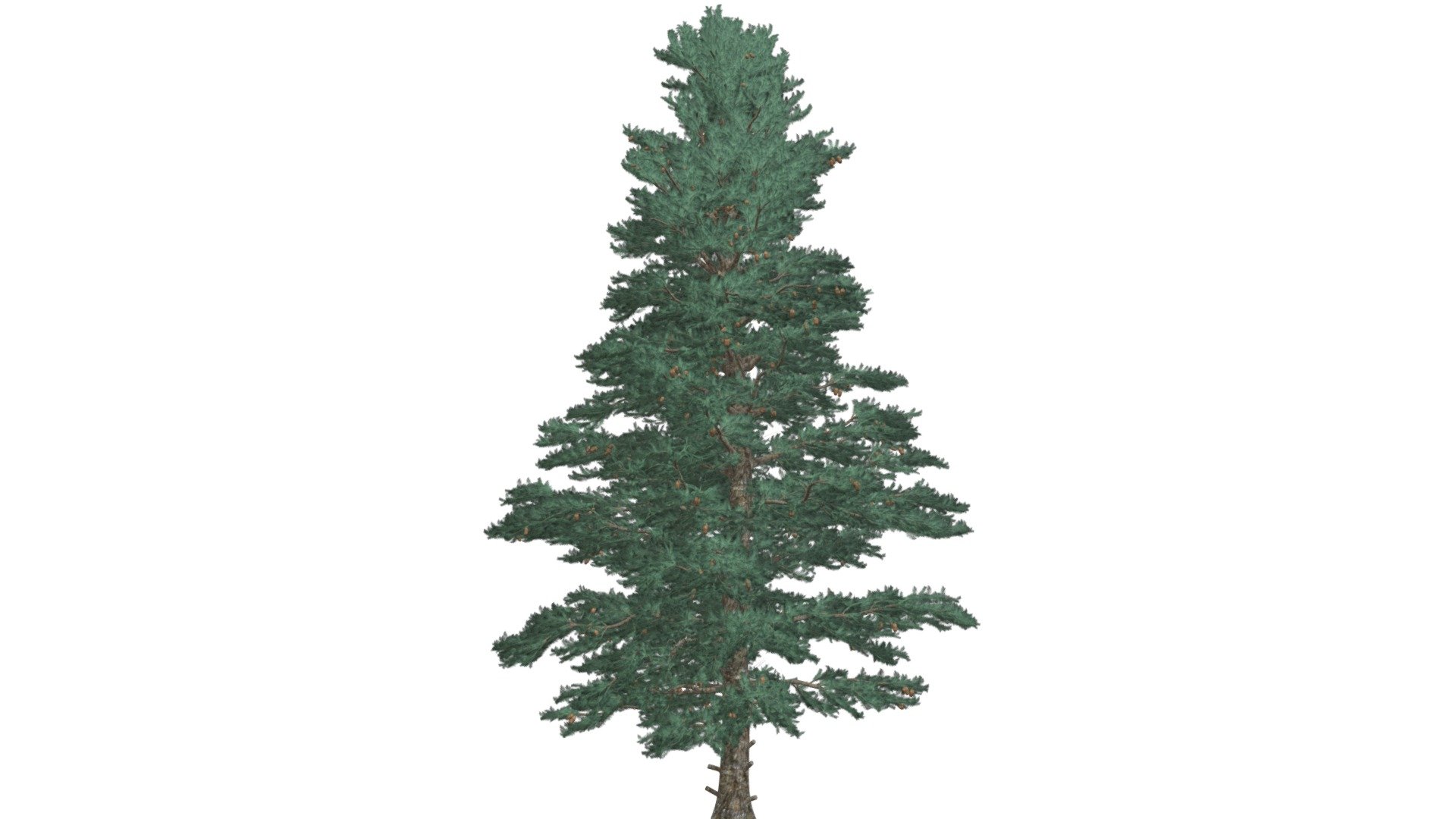 White Fir Tree #02 - Buy Royalty Free 3D model by meshshape [0986fbe ...