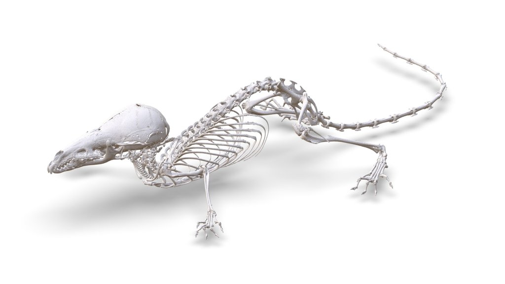 refs - animals - skeletons - A 3D model collection by Antoine Patel ...
