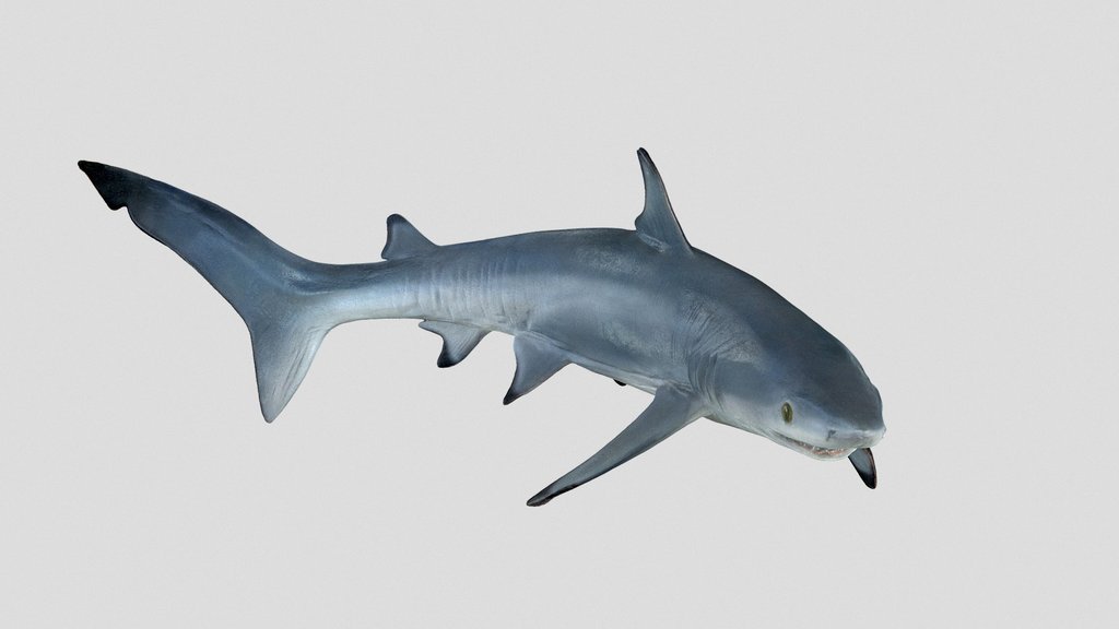 Sharks - A 3D model collection by Naturaliter - Sketchfab