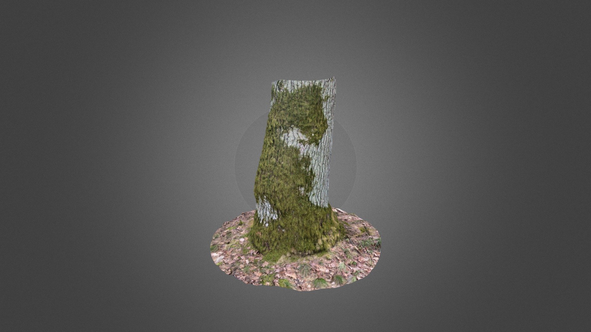 Moss on the tree - 3D model by e-panoramy [098c82a] - Sketchfab