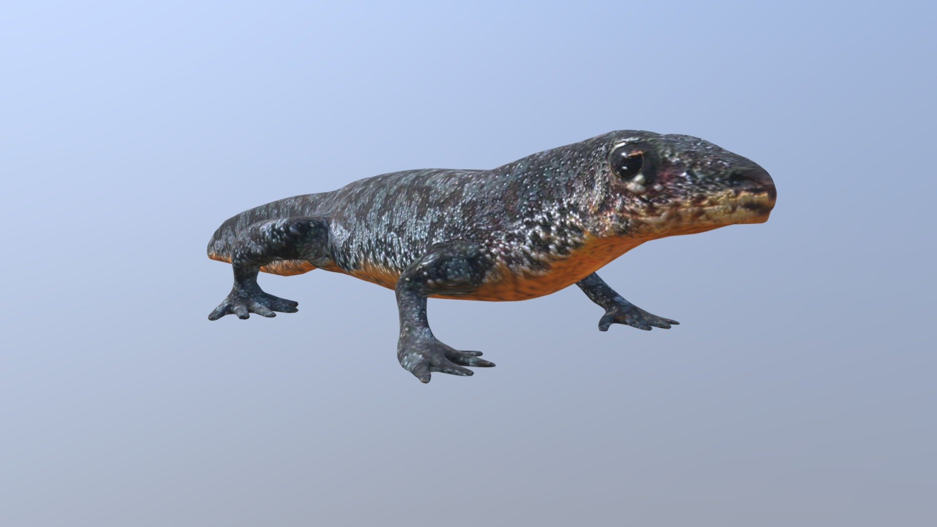 Alpine Newt - Buy Royalty Free 3D model by 3dlowpoly [0991211 ...