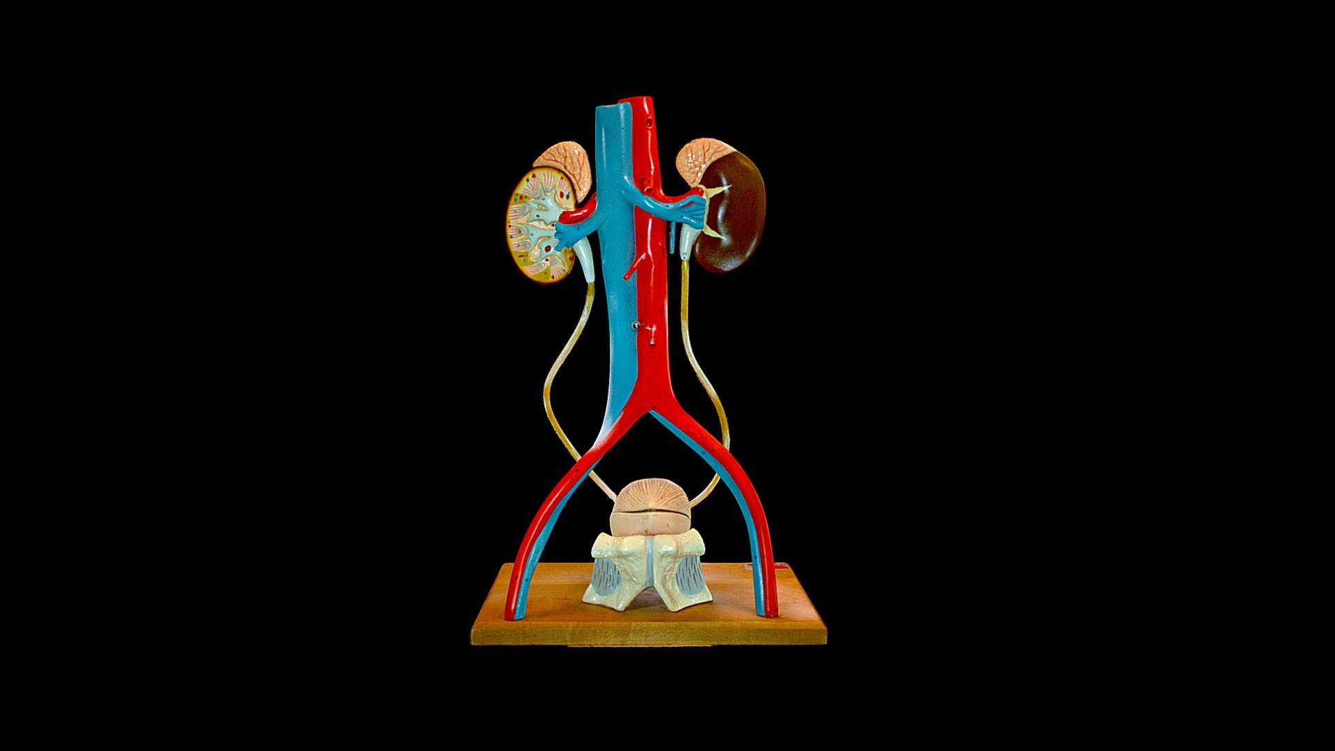 Urinary System.ply - 3D model by tkanan [0997b79] - Sketchfab