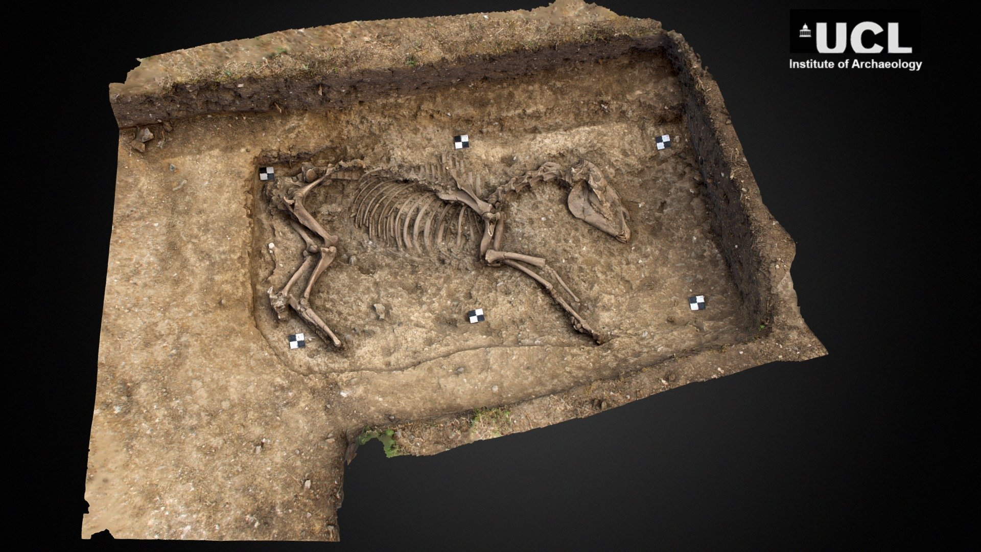 Roman horse skeleton, Norton (Suffolk) - 3D model by UCL Institute of ...