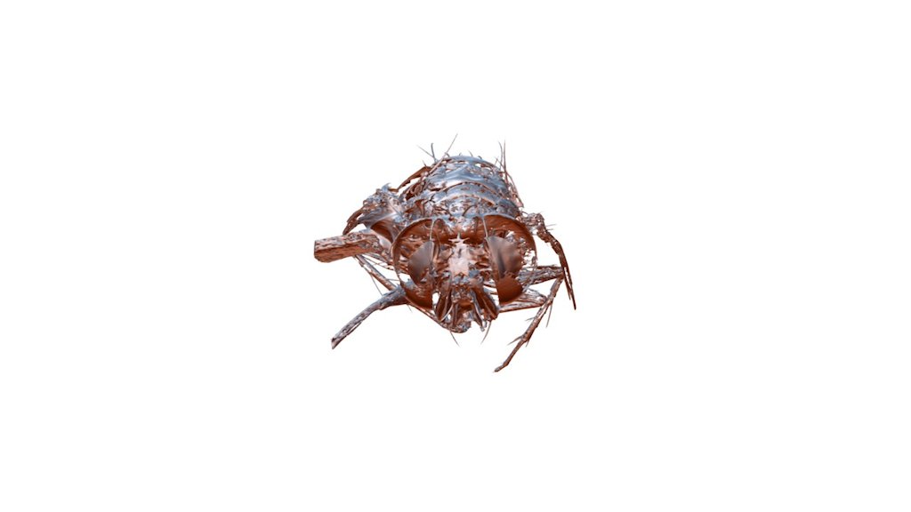 Fly CT Scan - 3D model by sculptorg [099ca6f] - Sketchfab