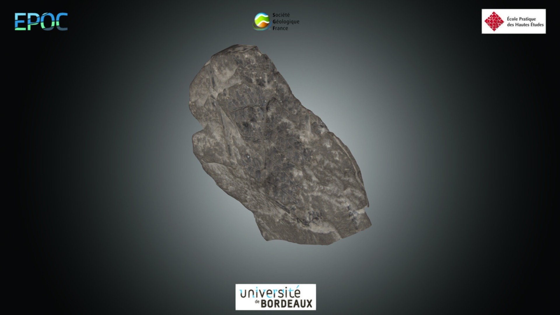 Plante - Sphenopteris sp. - Download Free 3D model by Société ...