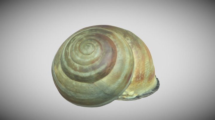 Seashells 3D models - Sketchfab