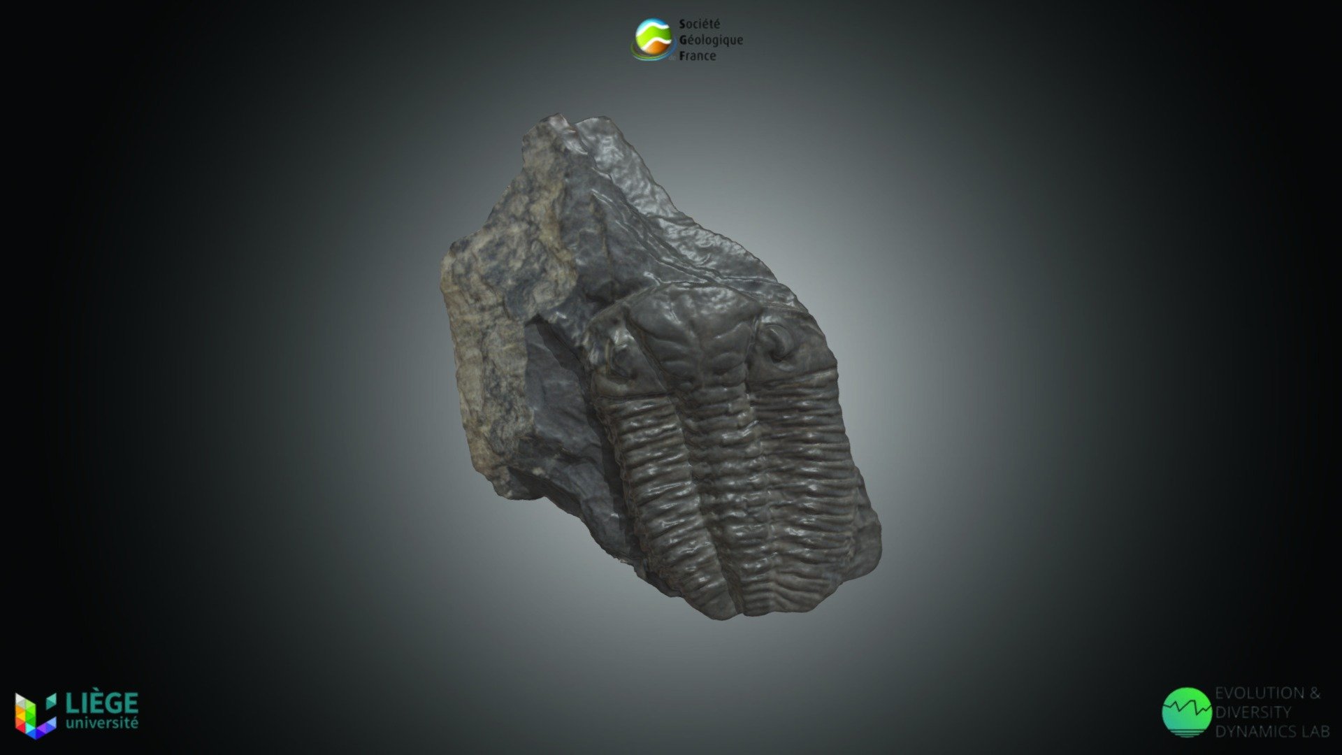 Arthropode - Calymene sp. - Download Free 3D model by Société ...