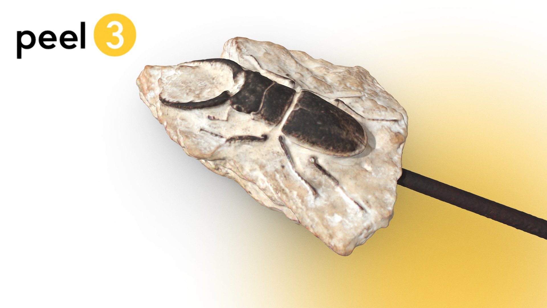 Detailed Fossil scanned with the peel 3 - Download Free 3D model by ...