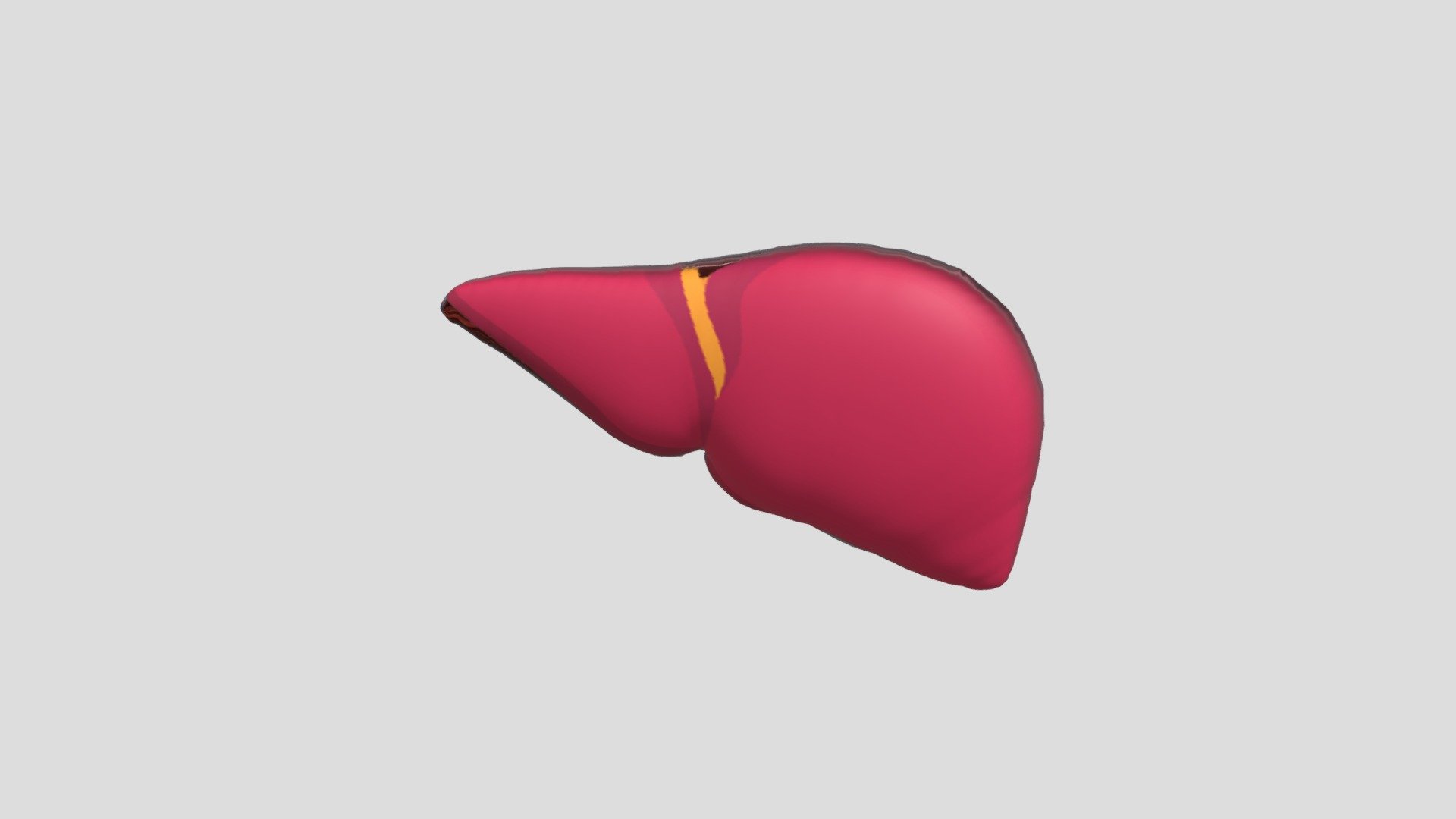 Liver - Download Free 3D model by septi_math [09b2935] - Sketchfab