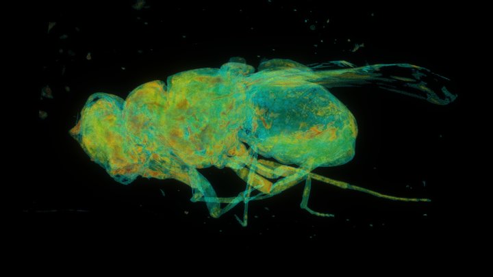 Fly 3D models - Sketchfab