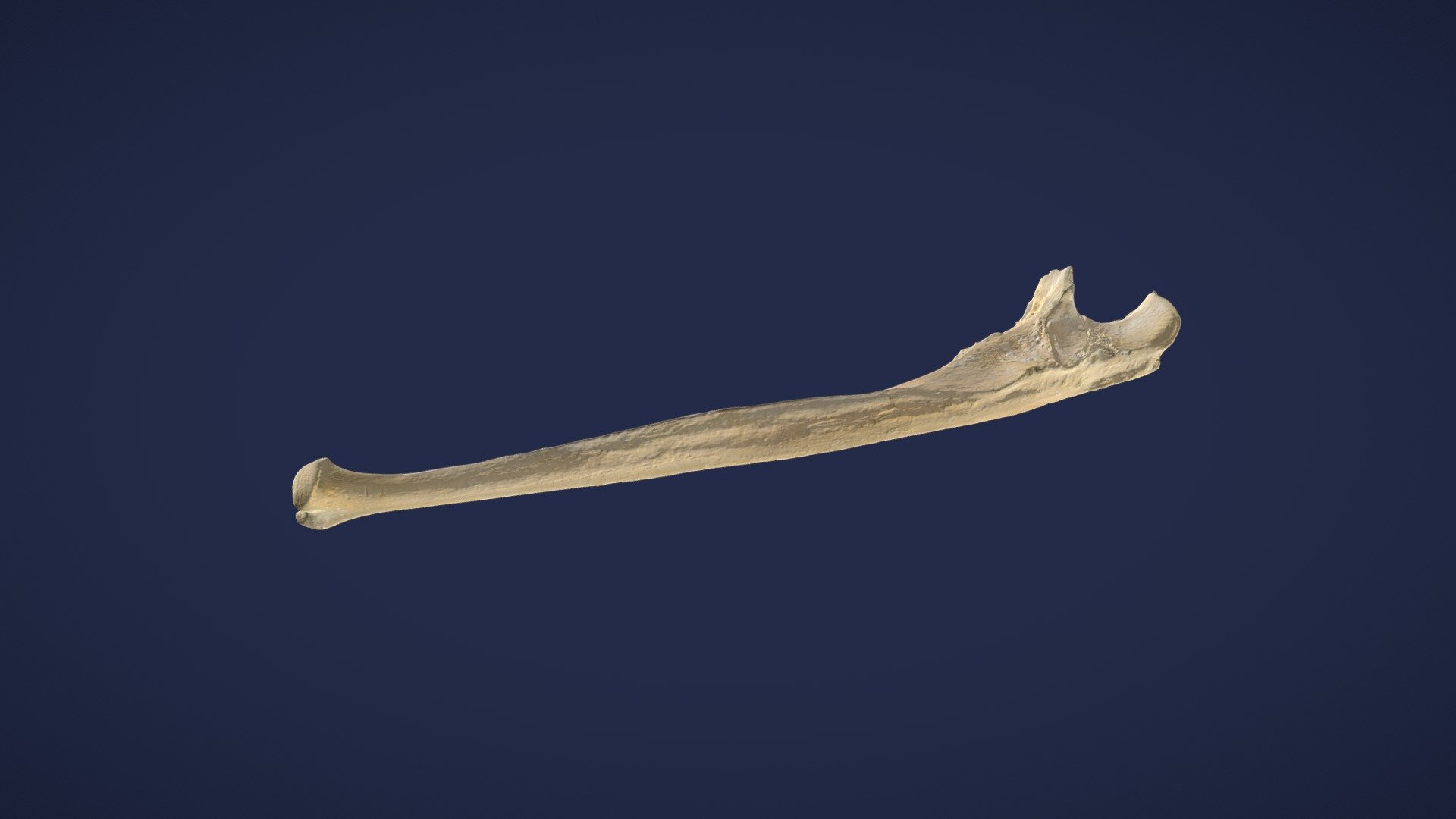 Ulna - links/left - 3D model by Institute of Anatomy Rostock ...