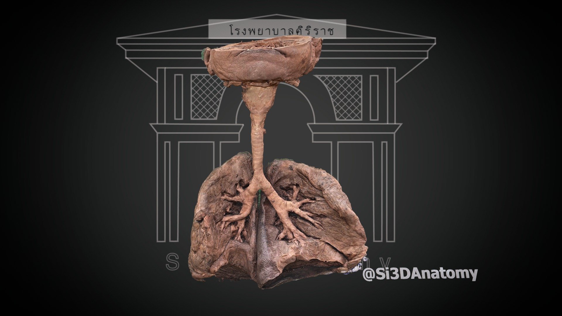 Larynx And Lung 3d Model By Si3danatomy [09bcc49] Sketchfab