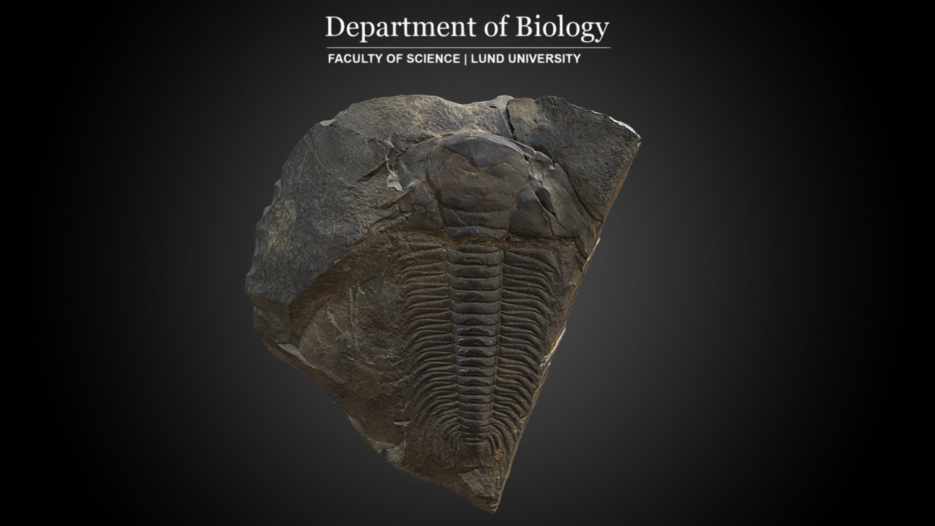 Trilobite Fossil (Paradoxides bohemicus) - 3D model by 3D Lab ...