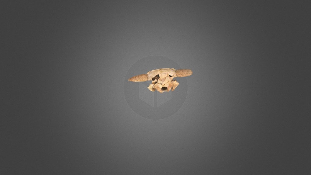OX SKULL - Gltiched - 3D model by derbyquad [09c9e9b] - Sketchfab