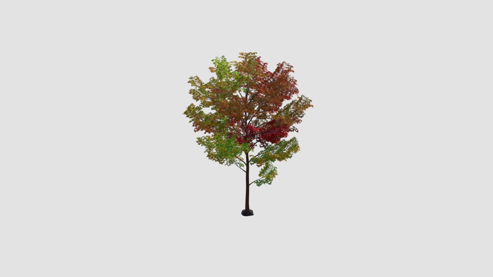 Tree - Buy Royalty Free 3D model by Evermotion [09cbe42] - Sketchfab Store