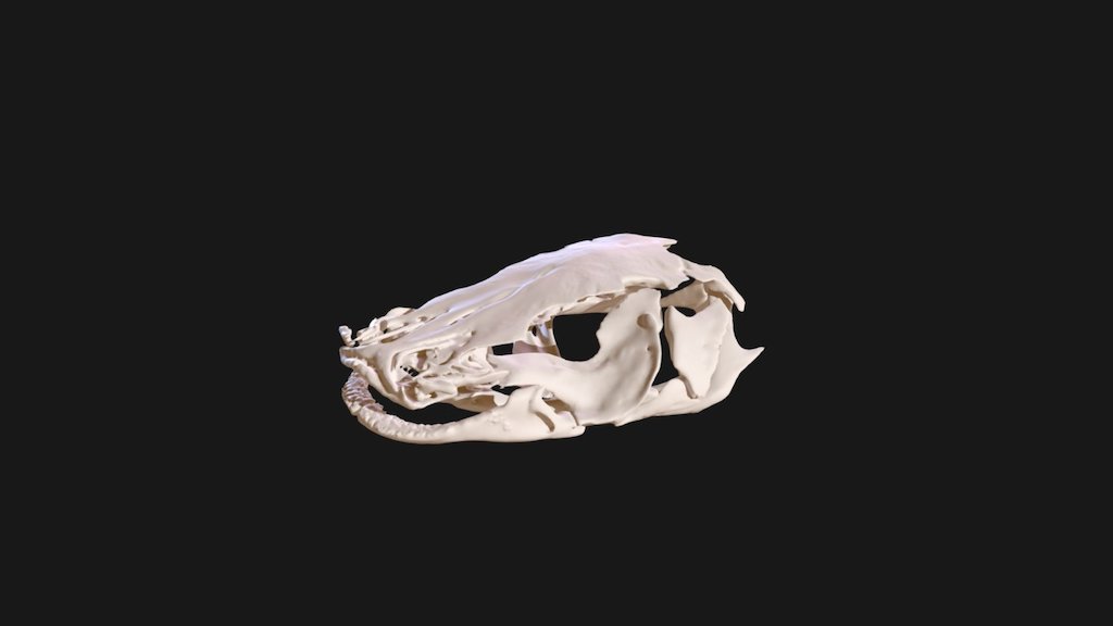 Fish Jaw Movements - 3D model by Christopher M. Smith, CMI (@csmith11 ...