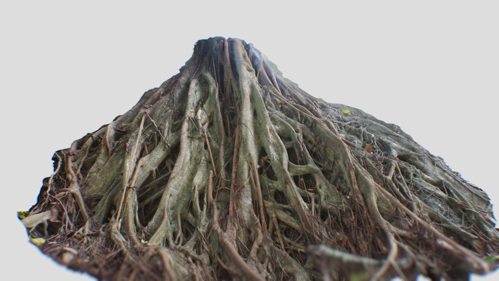 Jungle Tree Roots - Download Free 3D model by stuff scanner (@boypuff ...