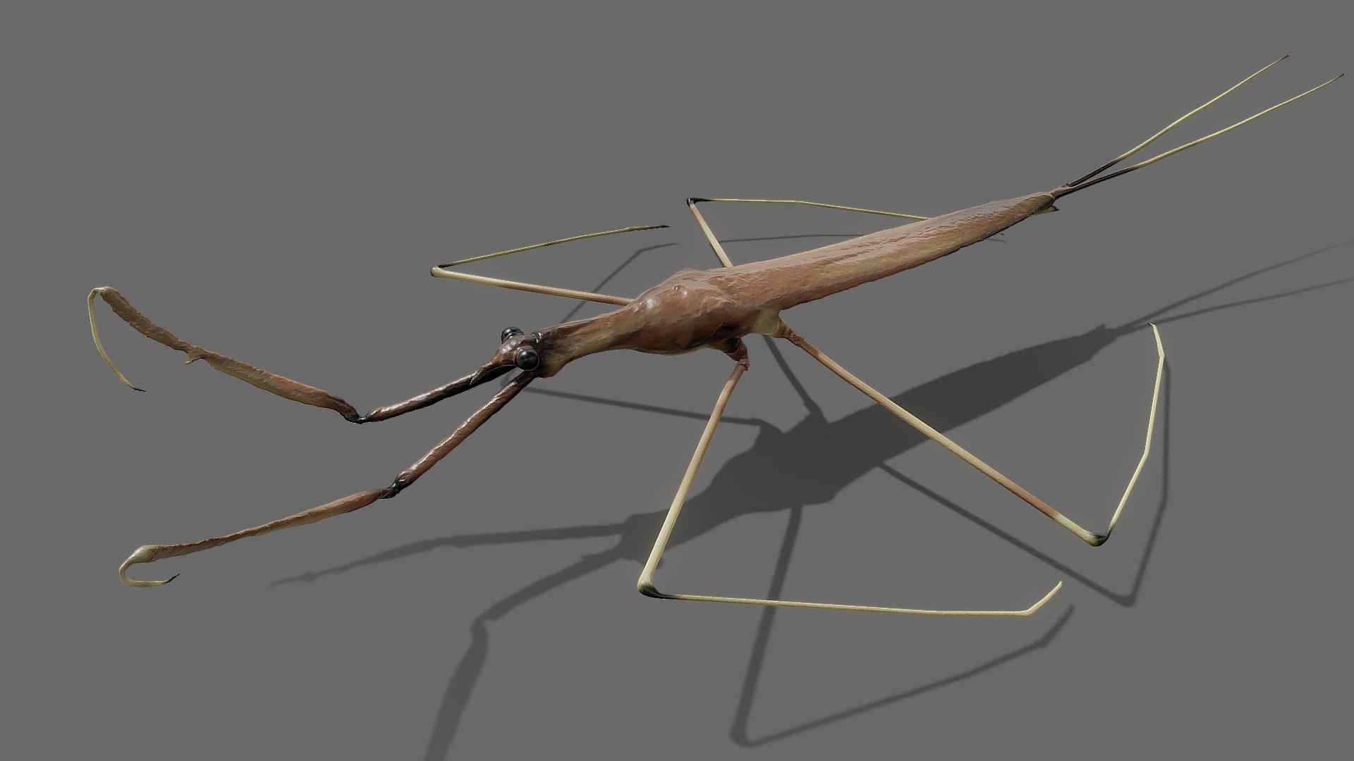 vizi botpoloska - 3D model by FOLDFOX STUDIO (@foldfoxstudio) [09e2ea4 ...