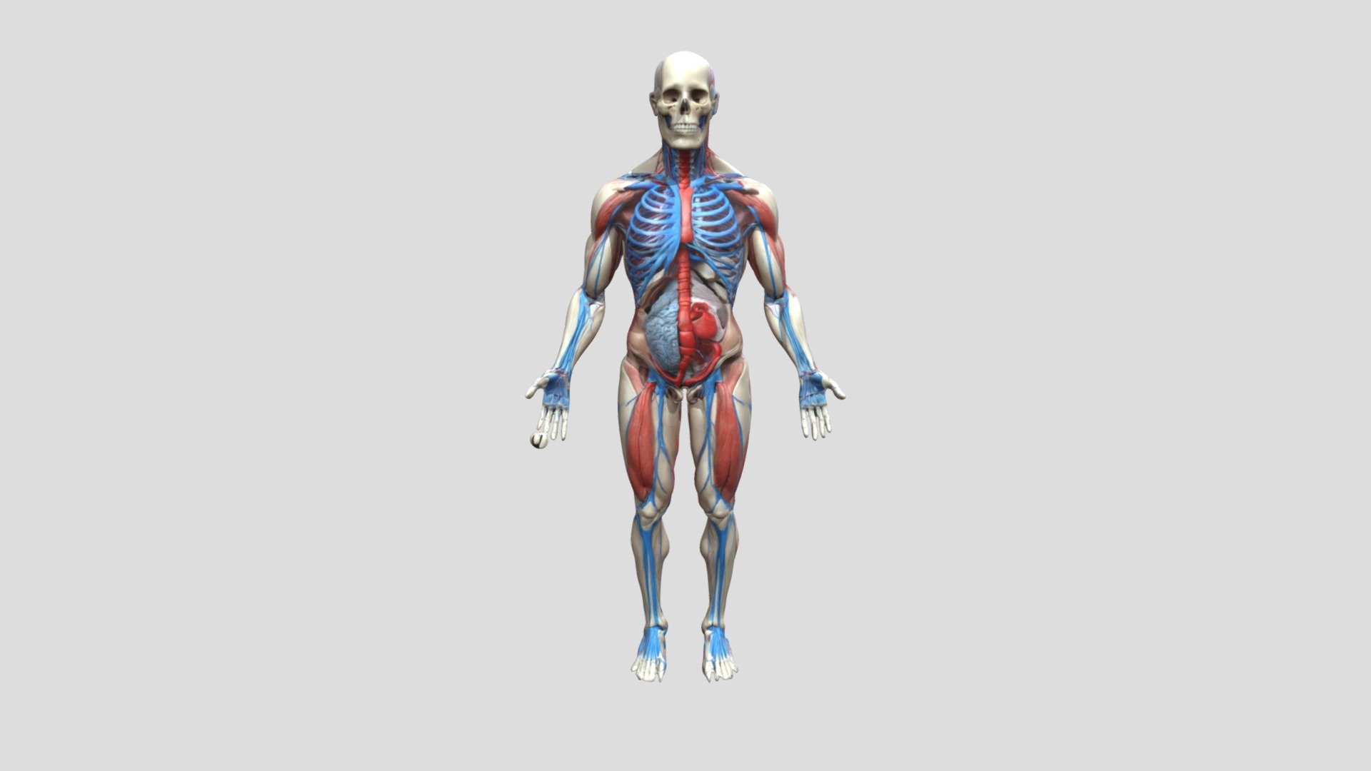 Human body - 3D model by Soni (@sunilkumar8595122) [09e43bc] - Sketchfab