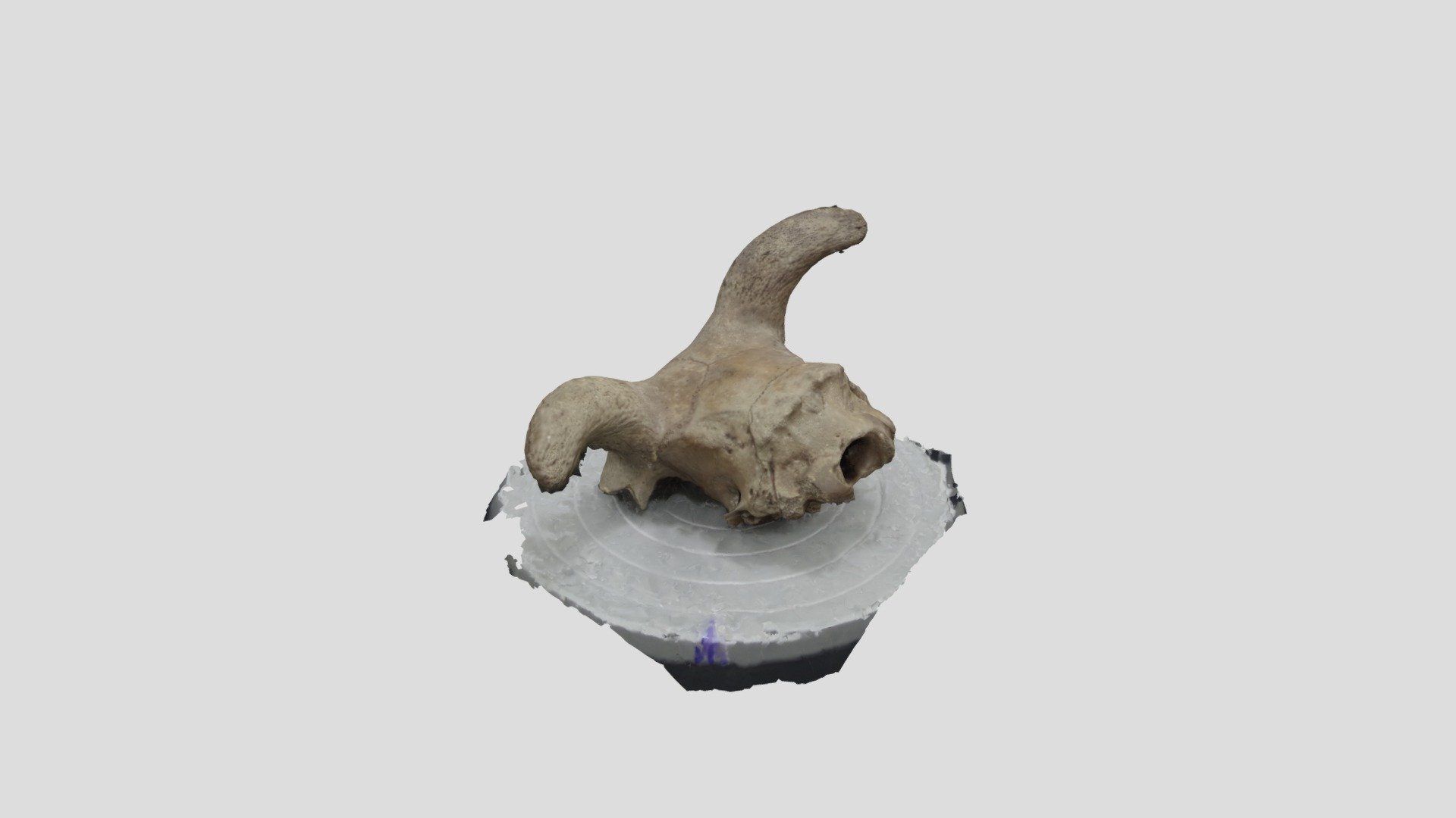 Sam Skull - Download Free 3D model by Wessex Archaeology Students ...