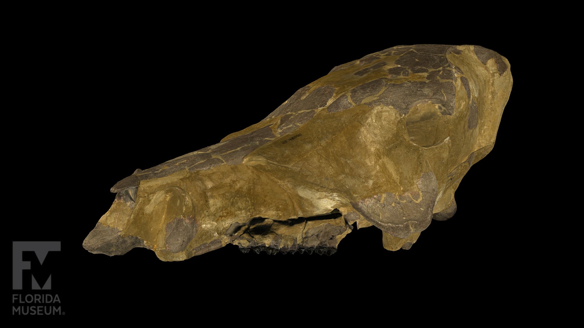 Fossil Peccary Skull (UF UF 48000) - 3D model by FloridaMuseum [09e7863 ...